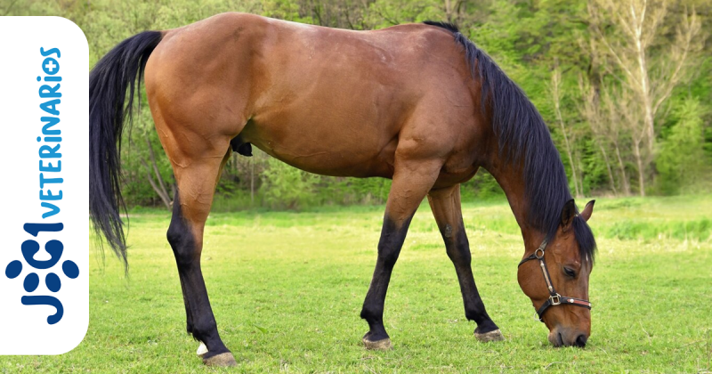Anemia infecciosa equinaJC1 Veterinarios Murcia – JC1 Veterinarios ...